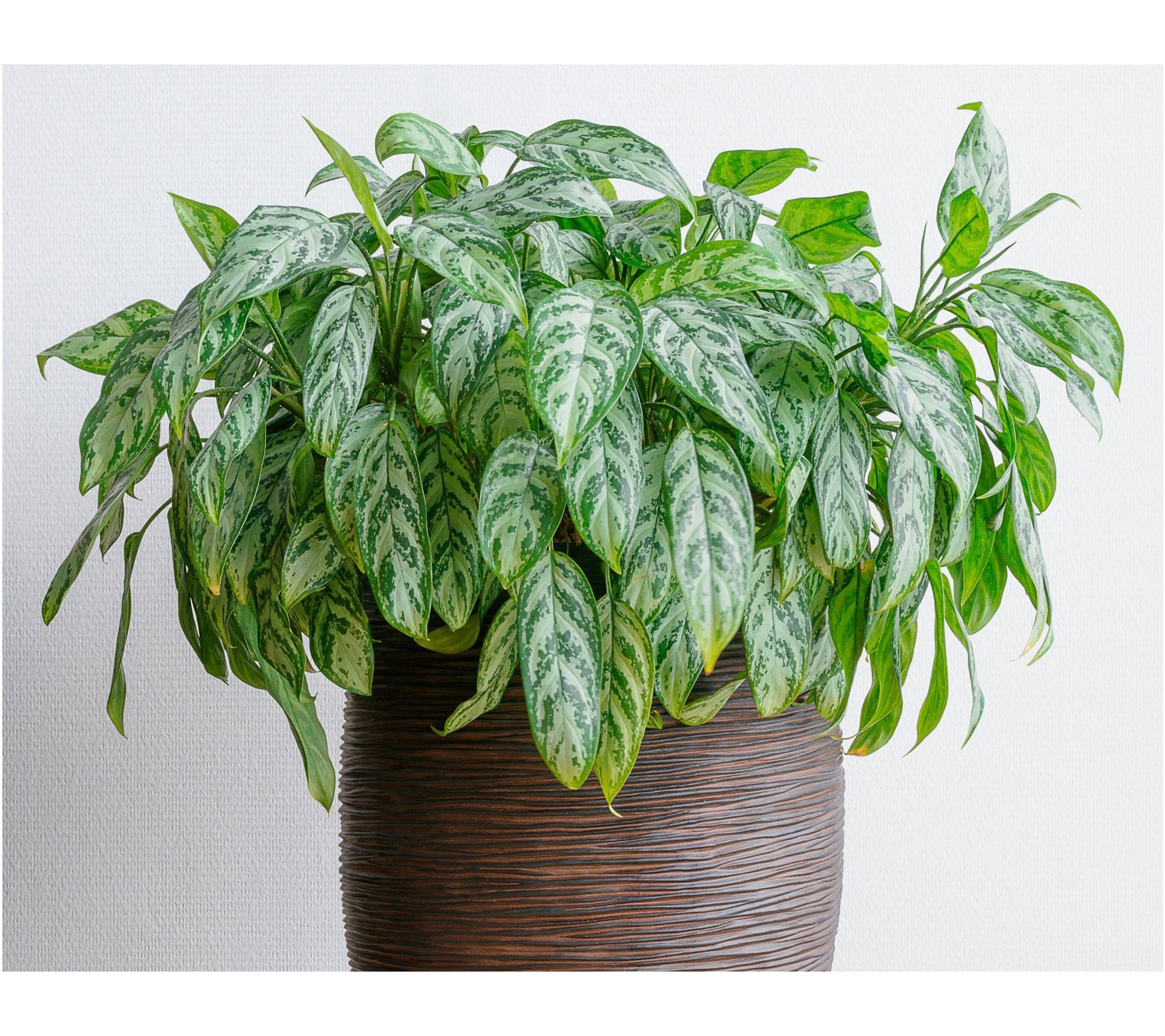Cottage Farms Maria Chinese Evergreen - QVC.com