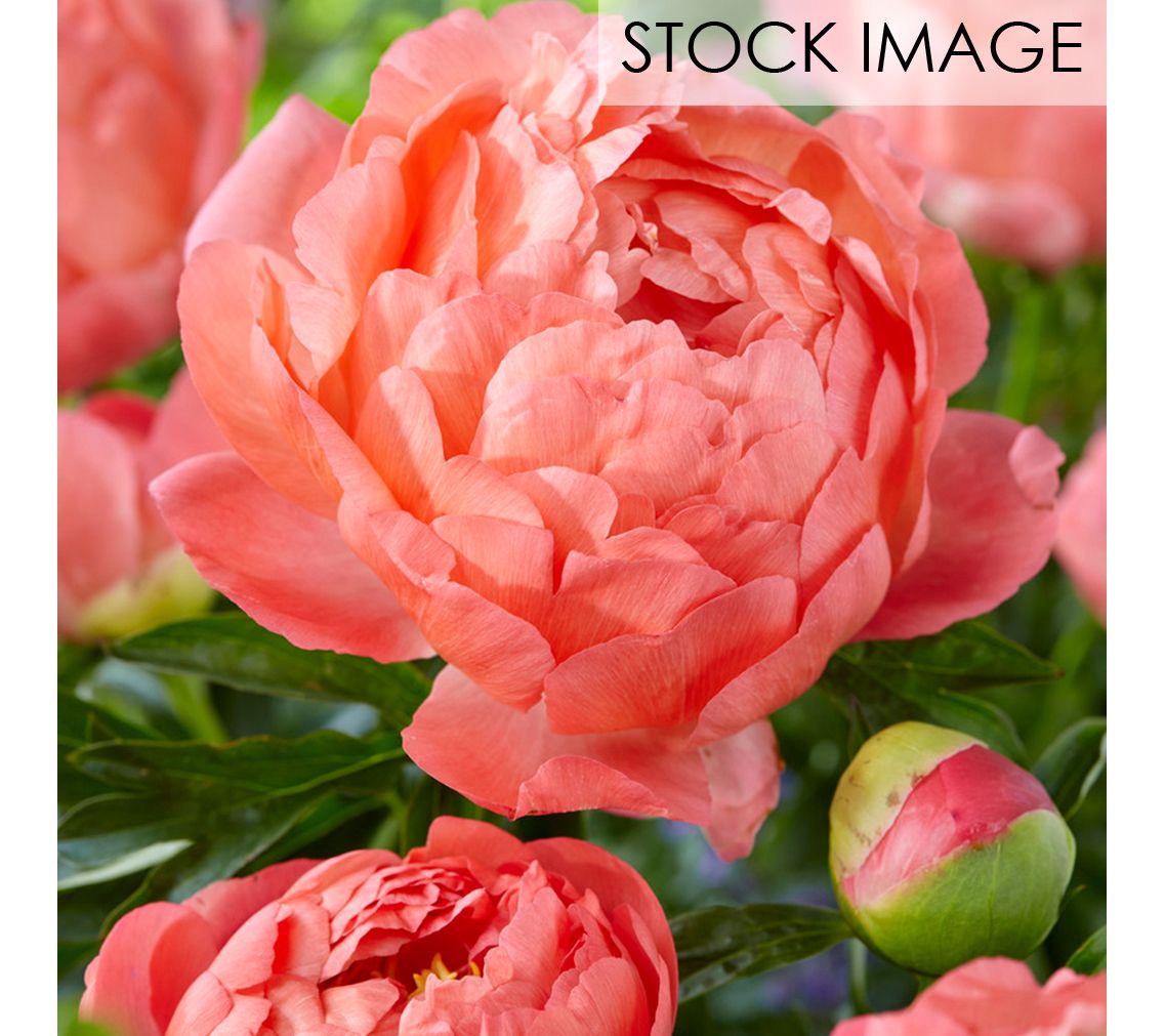 Van Zyverden Peonies Coral Sunset Set of 3 Root - QVC.com