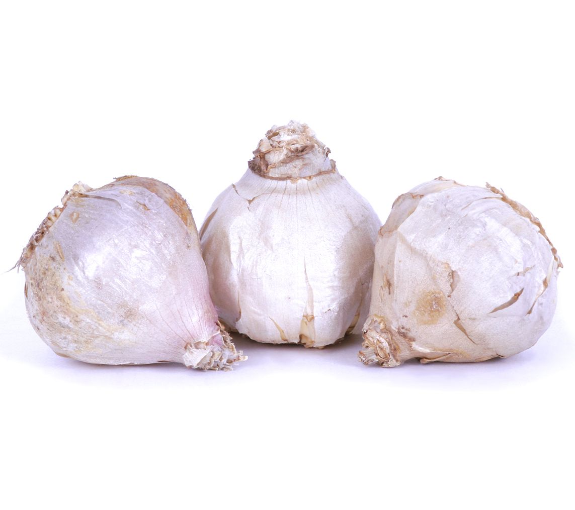 Van Zyverden Garlic Rocambole German Red Set of 3 Cloves - QVC.com