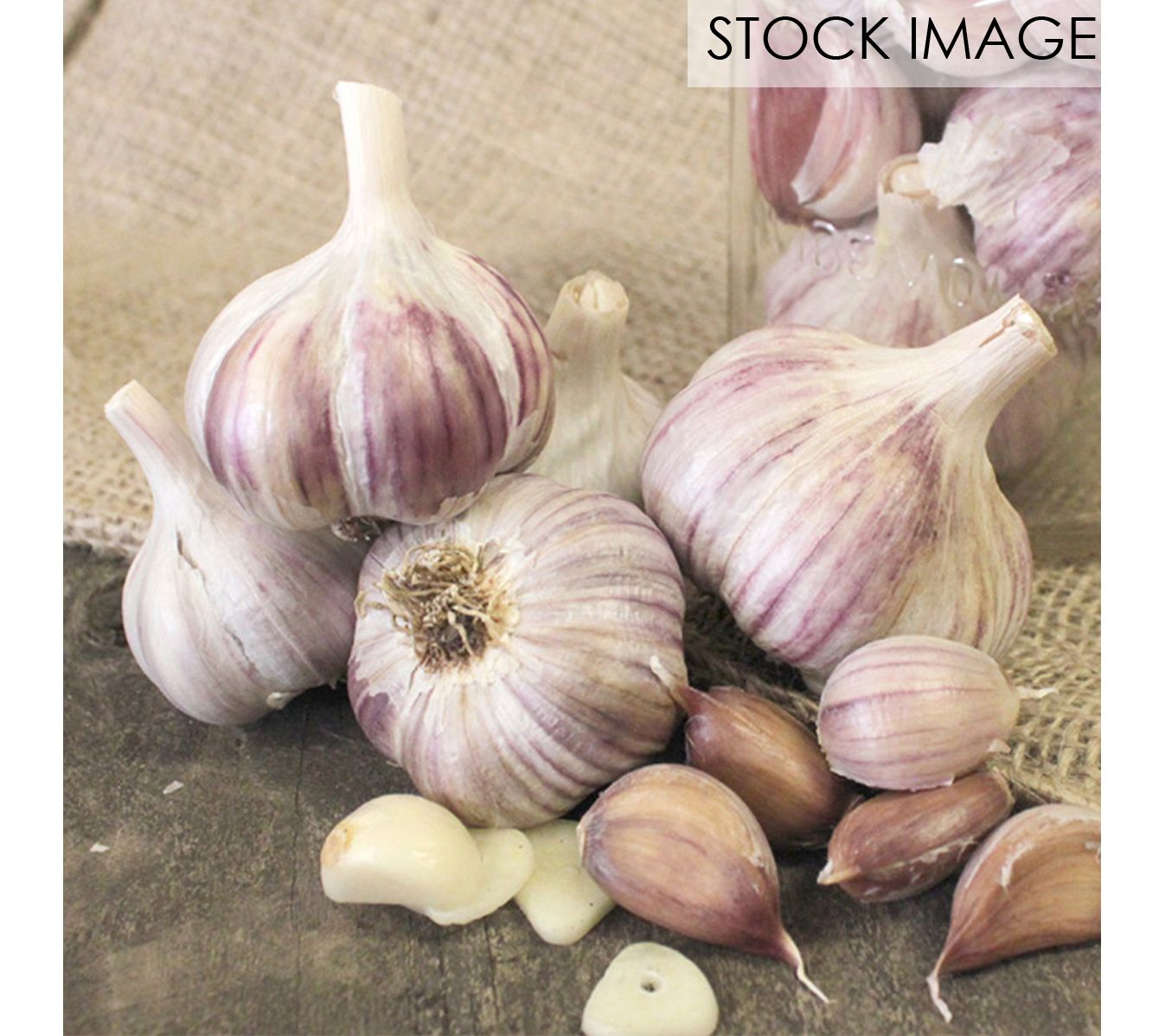Van Zyverden Garlic Rocambole German Red Set of 3 Cloves - QVC.com