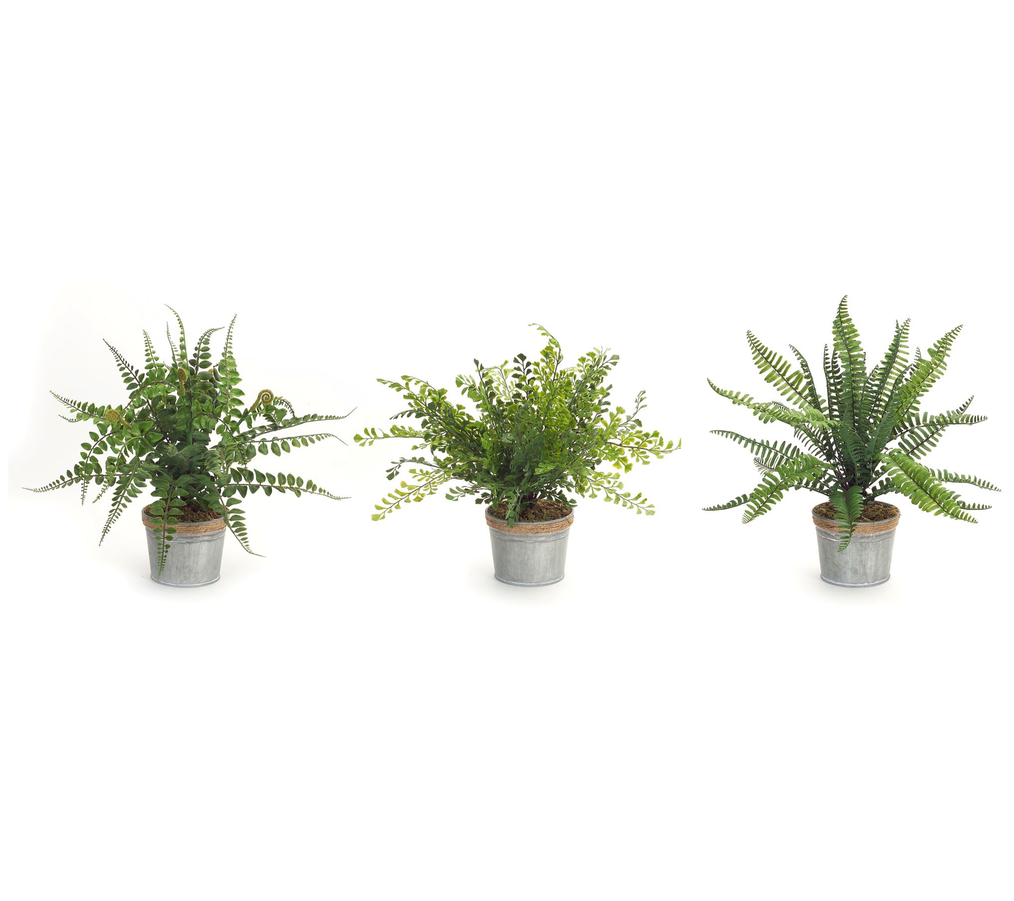 Melrose Assorted Fern Plant in Tin Pot (Set of3) - QVC.com