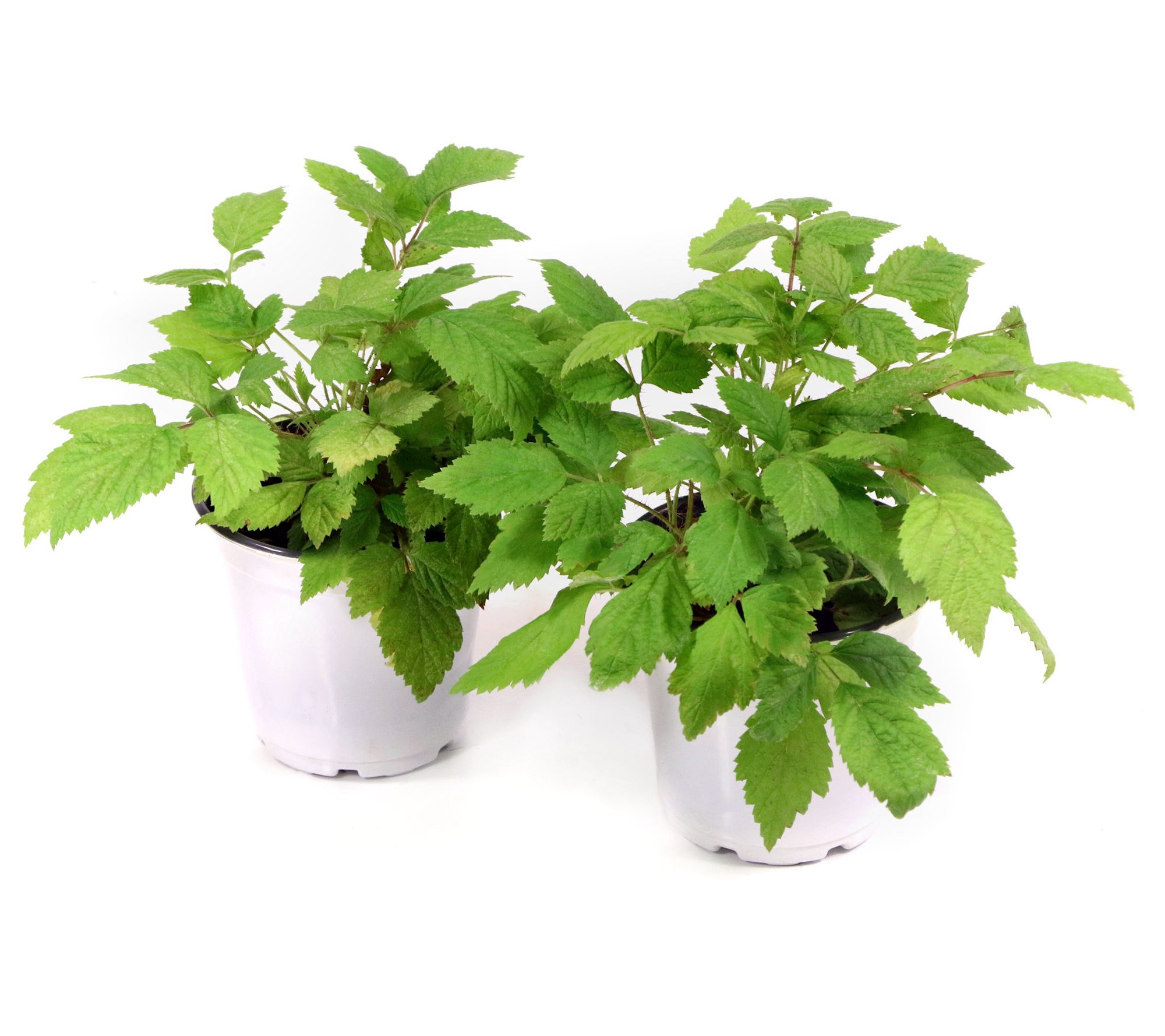 Cottage Farms 2-Piece Caroline Raspberry - QVC.com