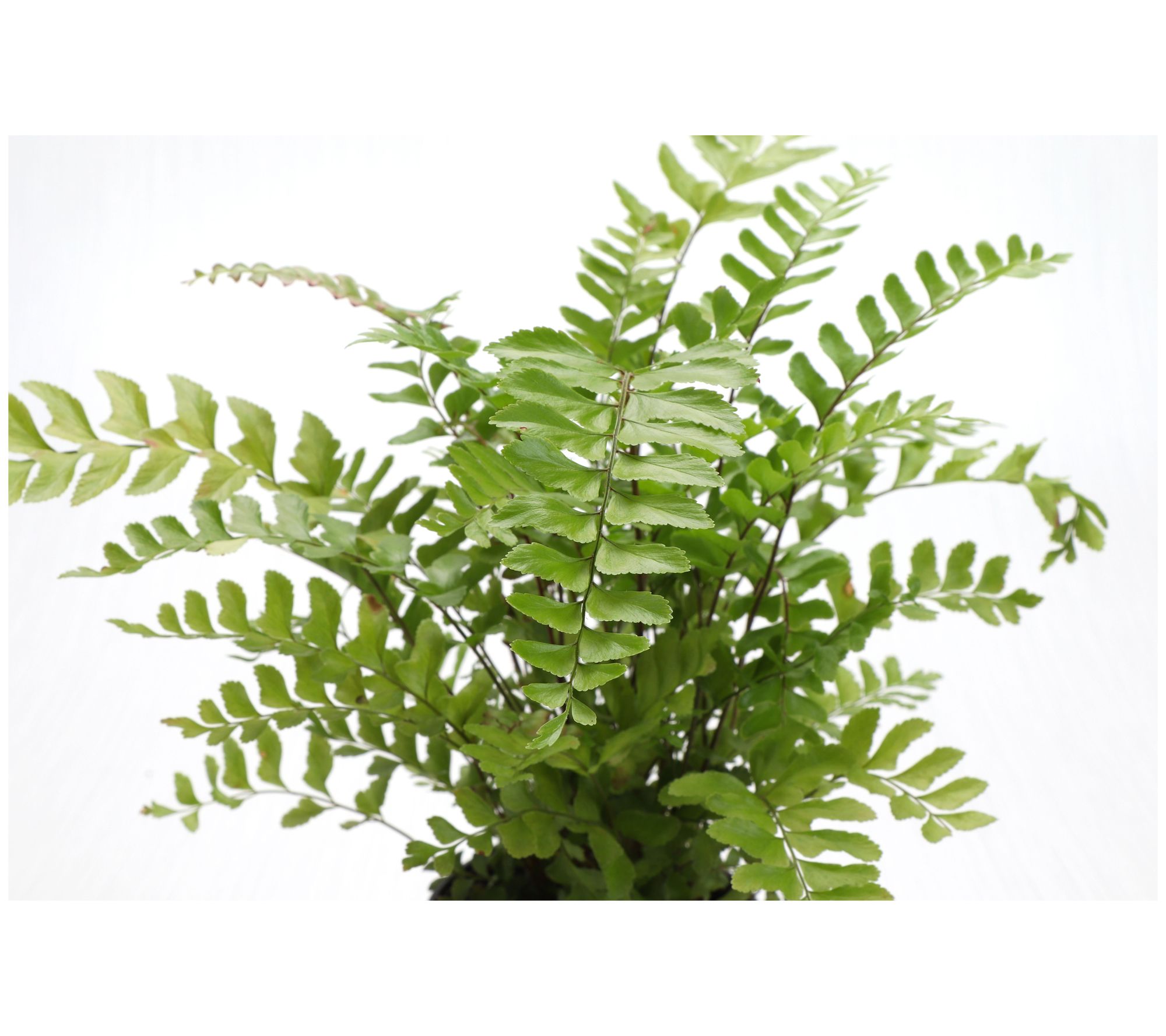 Thorsen's Greenhouse Live 4" Mahogany Fern in Classic Pot - QVC.com
