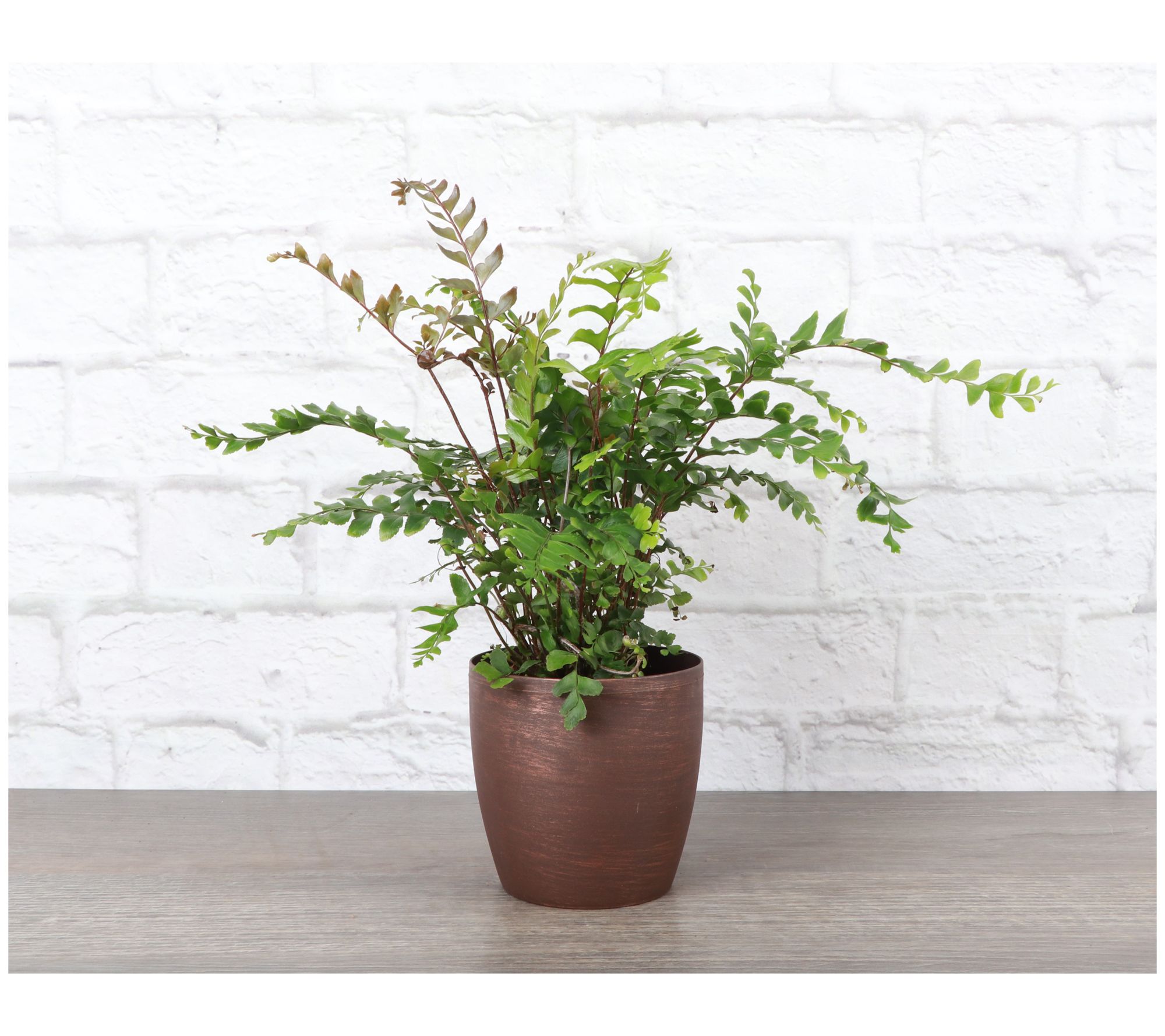 Thorsen's Greenhouse Live 4" Mahogany Fern in Classic Pot - QVC.com