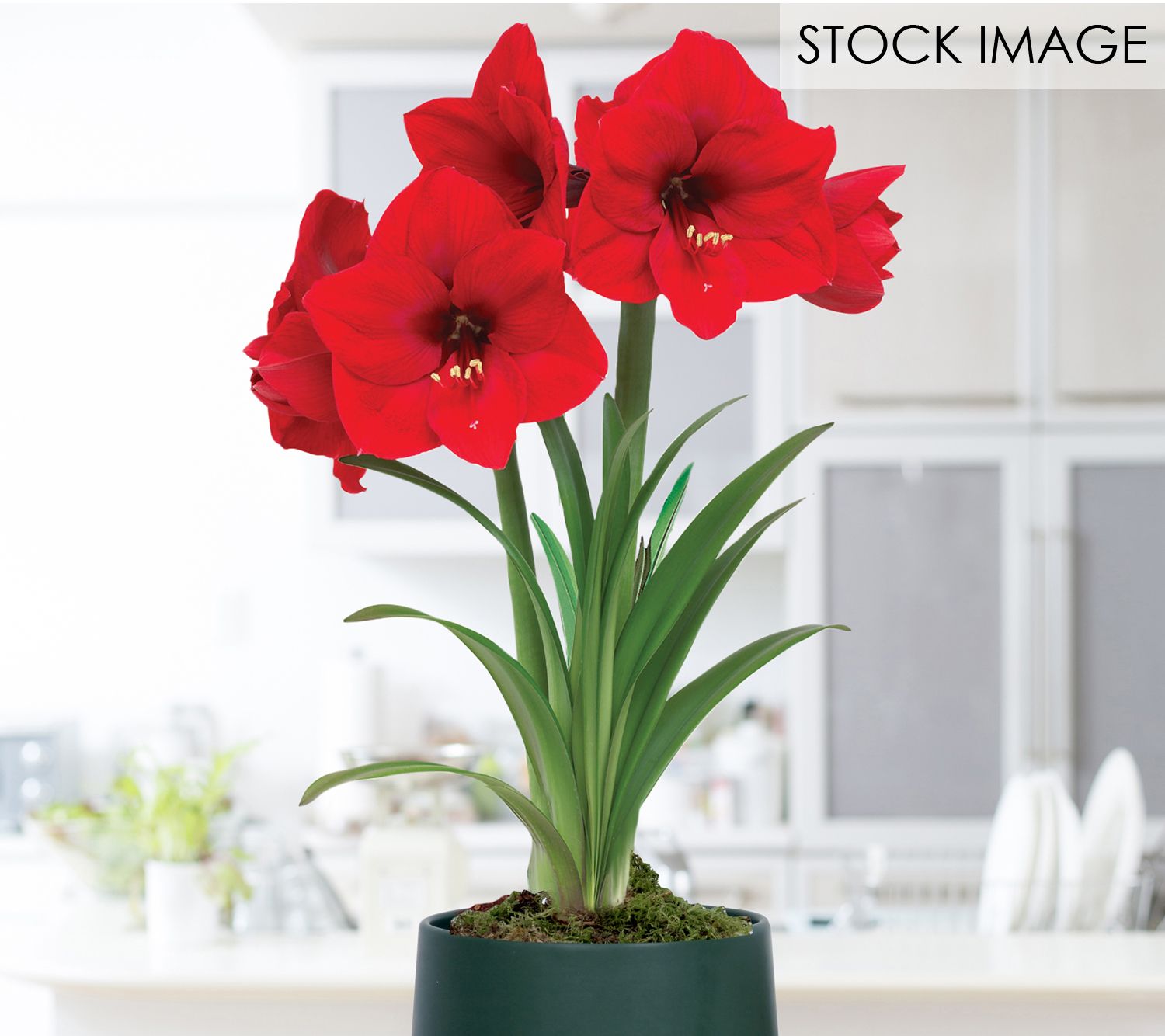 Van Zyverden Pre-planted Amaryllis Red Lion & Green Planter - QVC.com