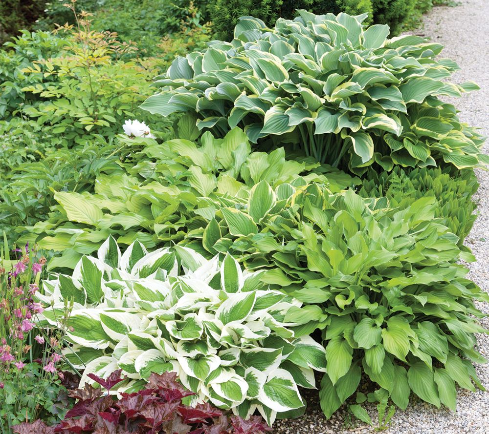 Roberta's 3-Piece Medium-Sized Hosta Assortment - QVC.com