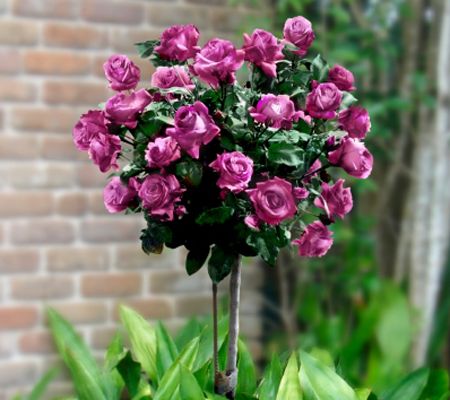 Cottage Farms 36" Heirloom Patio Tree Rose — QVC.com