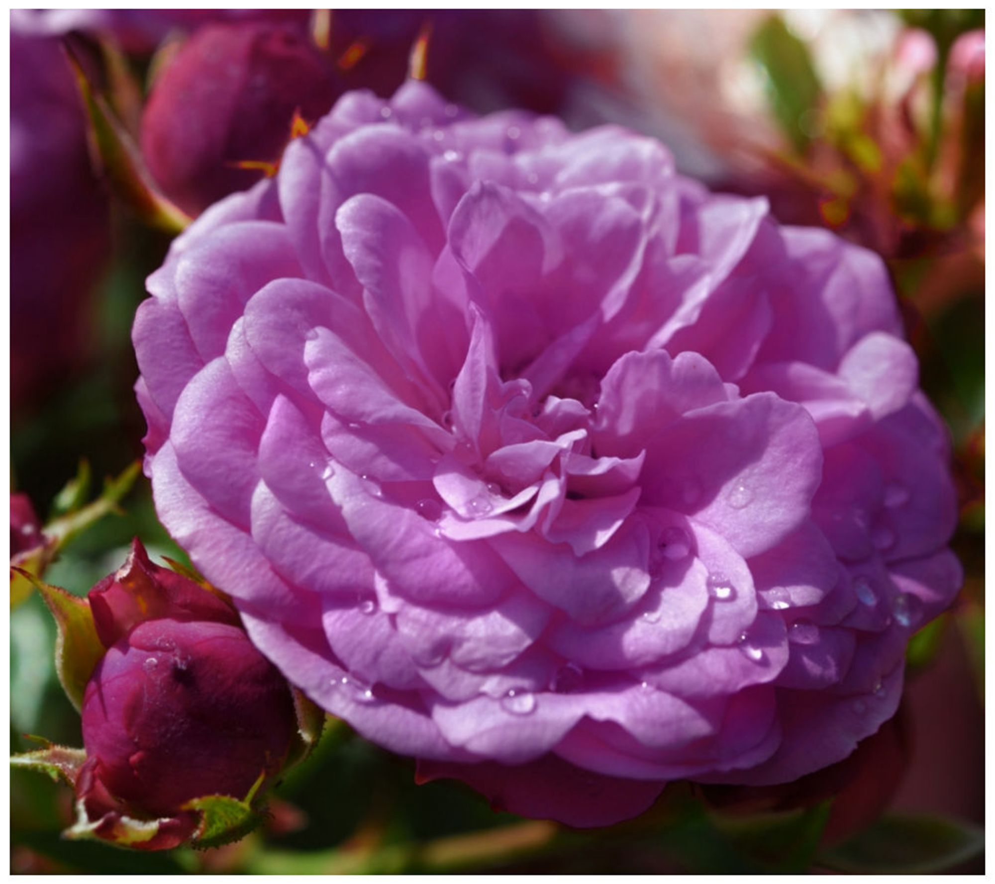 Cottage Farms 2-Piece Climbing Angel Face Rose - QVC.com