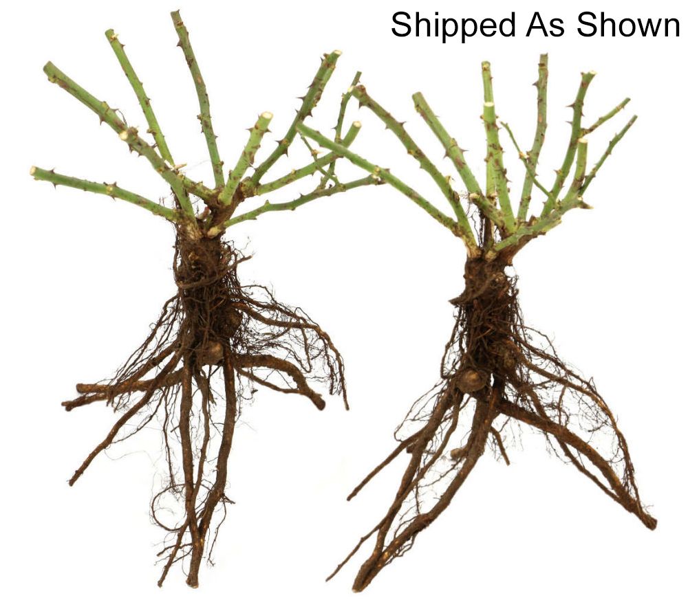 Cottage Farms 2-Piece Climbing Angel Face Rose - QVC.com