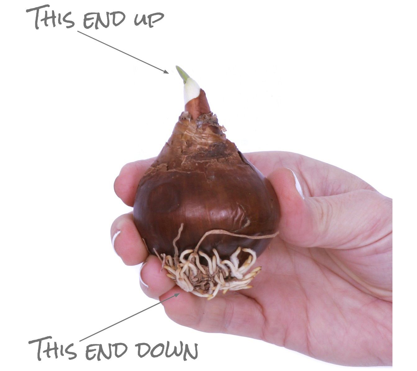 Van Zyverden Paperwhite Kit Ziva with Planter and 6 Bulbs - QVC.com