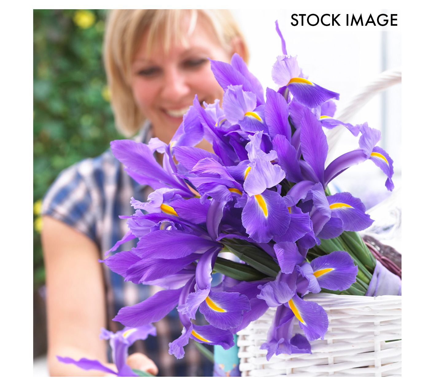 Van Zyverden Dutch Iris Sapphire Beauty Set of12 Bulbs - QVC.com