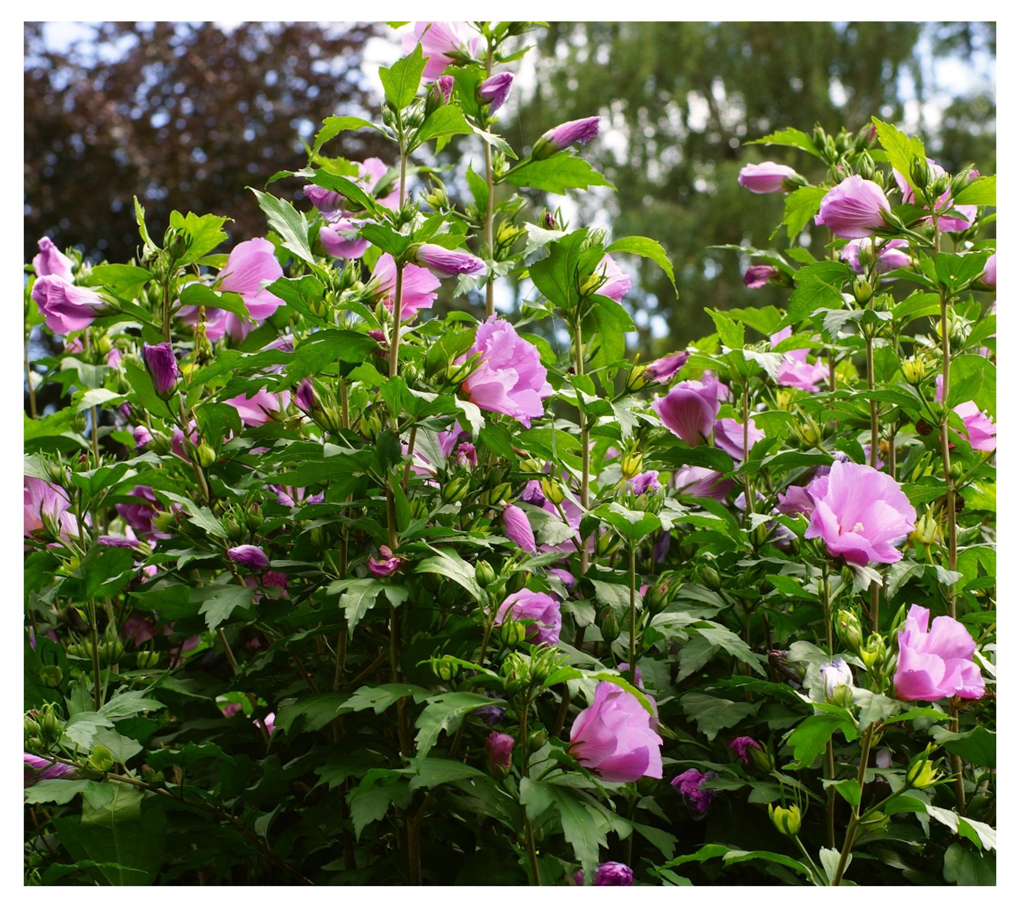 Cottage Farms Tahiti Rose of Sharon Shrub - QVC.com