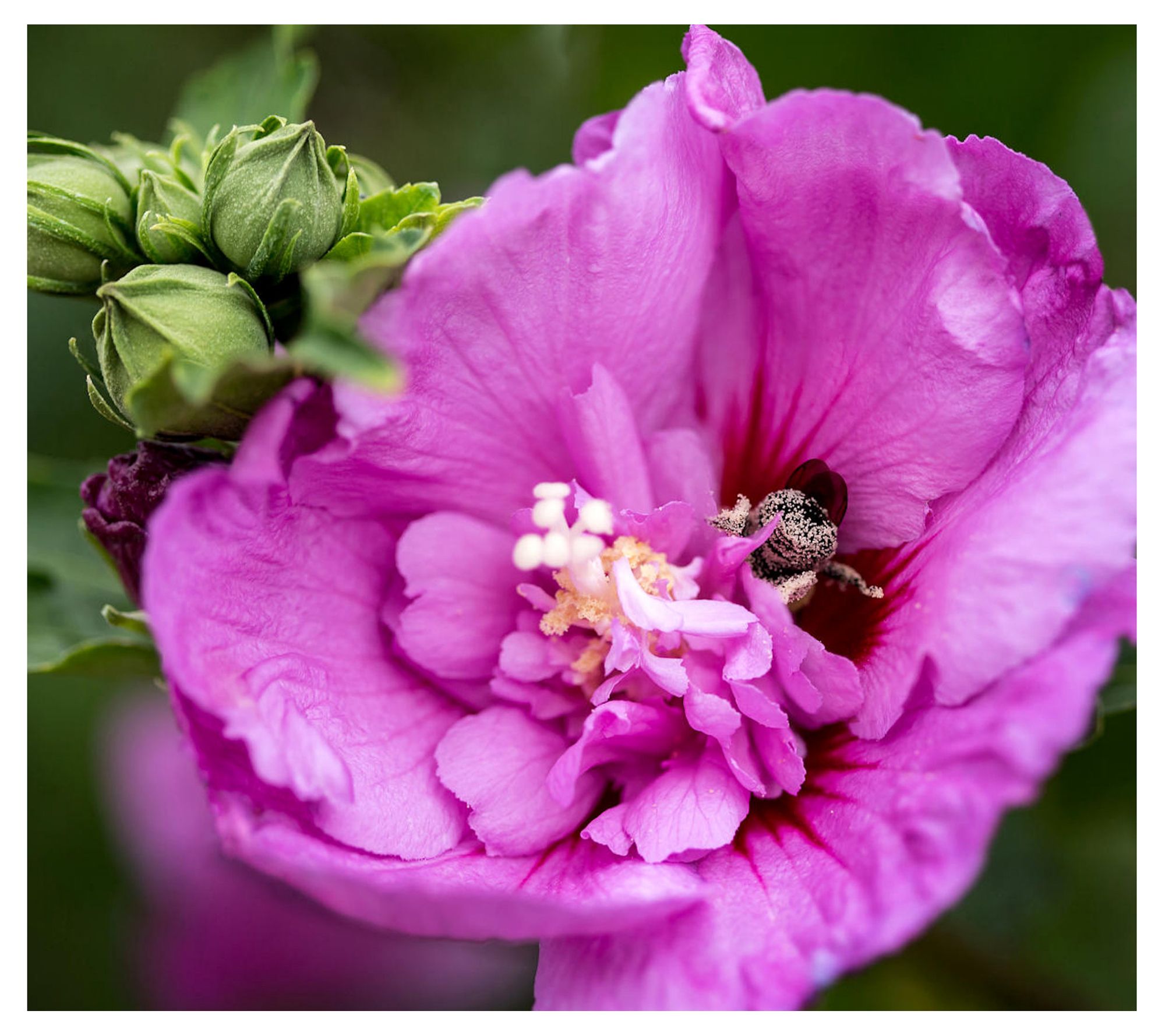 Cottage Farms Tahiti Rose of Sharon Shrub - QVC.com