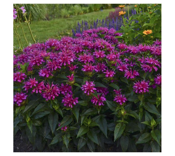 Roberta's Bee Balm Pardon My Purple II 1pc - QVC.com
