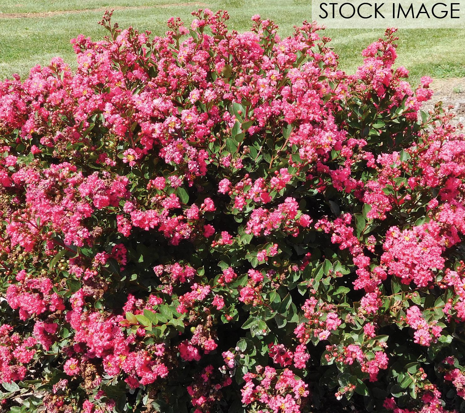 Bloomables Grape Myrtle Bellini Raspberry by Van Zyverden - QVC.com
