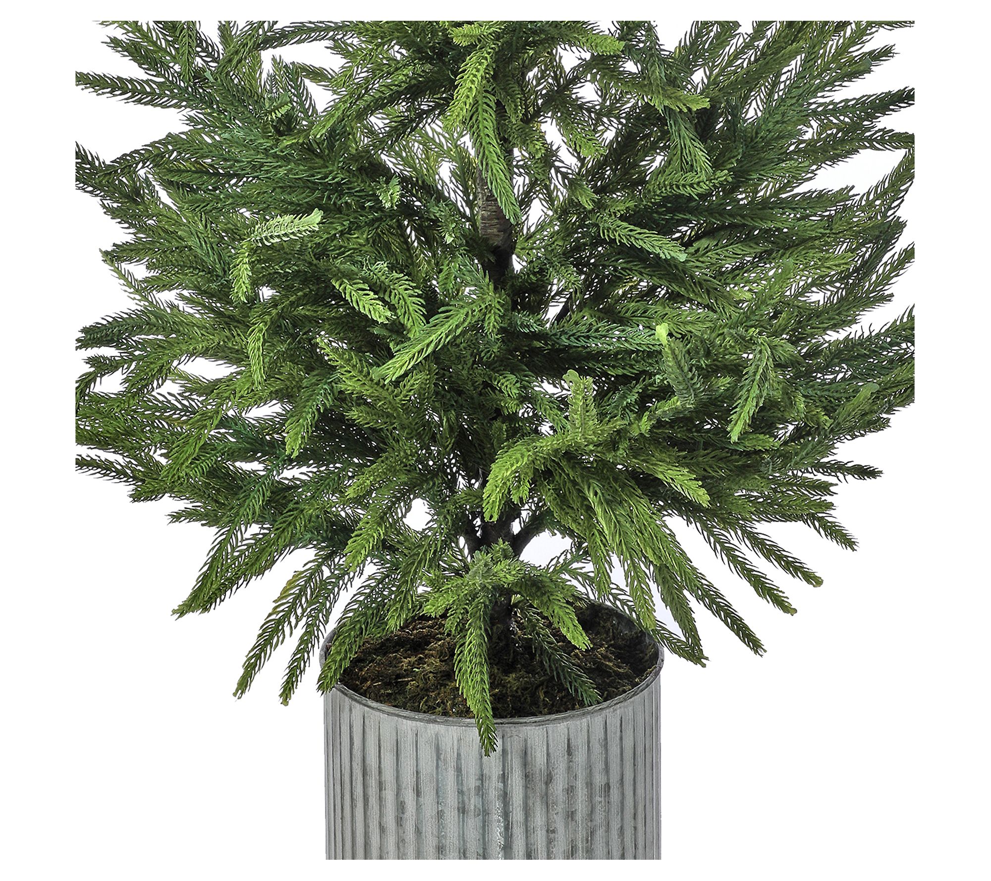 Valerie Parr Hill 36" Potted Norfolk Pine Tree - QVC.com