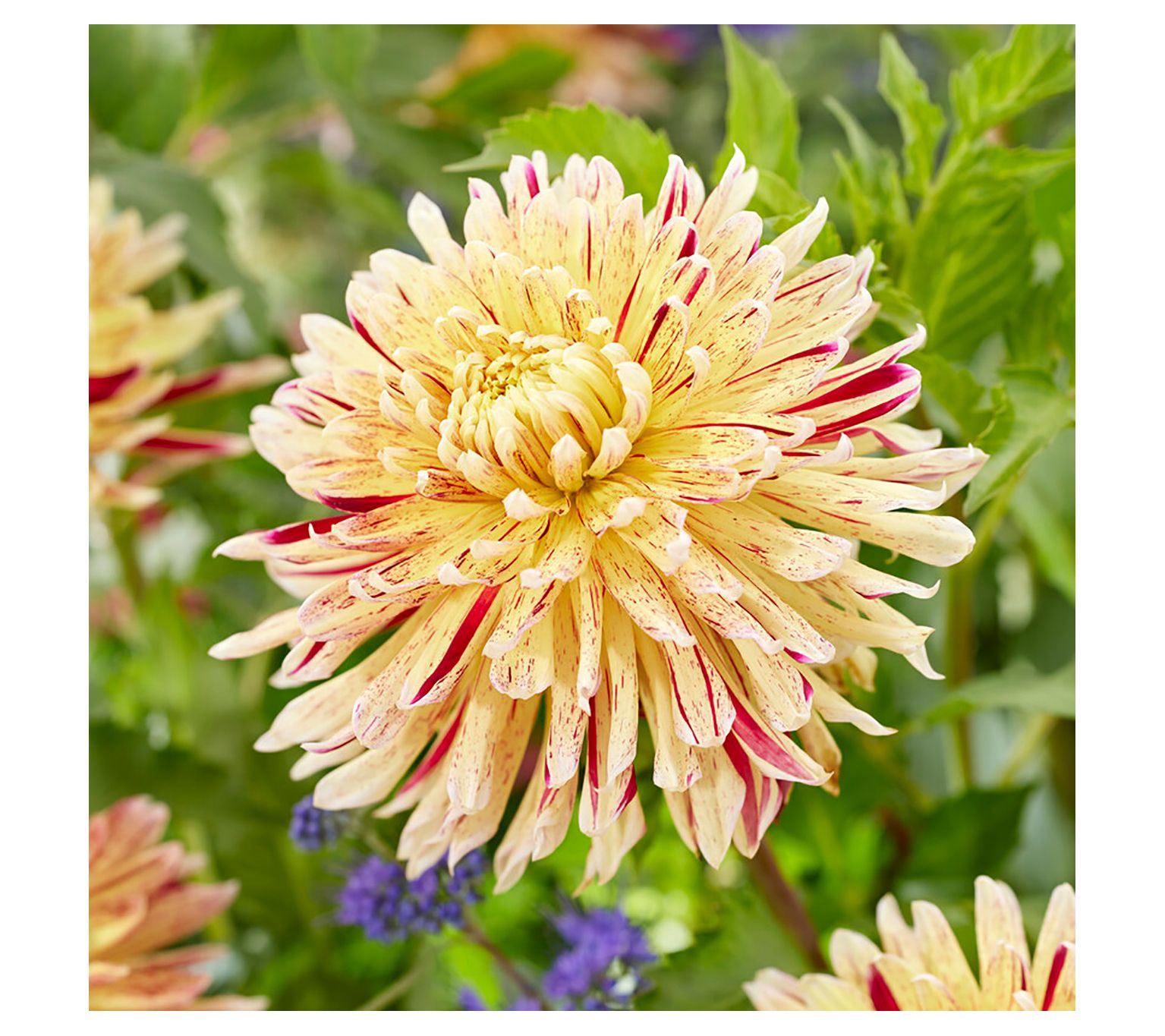 Van Zyverden Dahlias Cambridge Set of 3 Bulbs - QVC.com