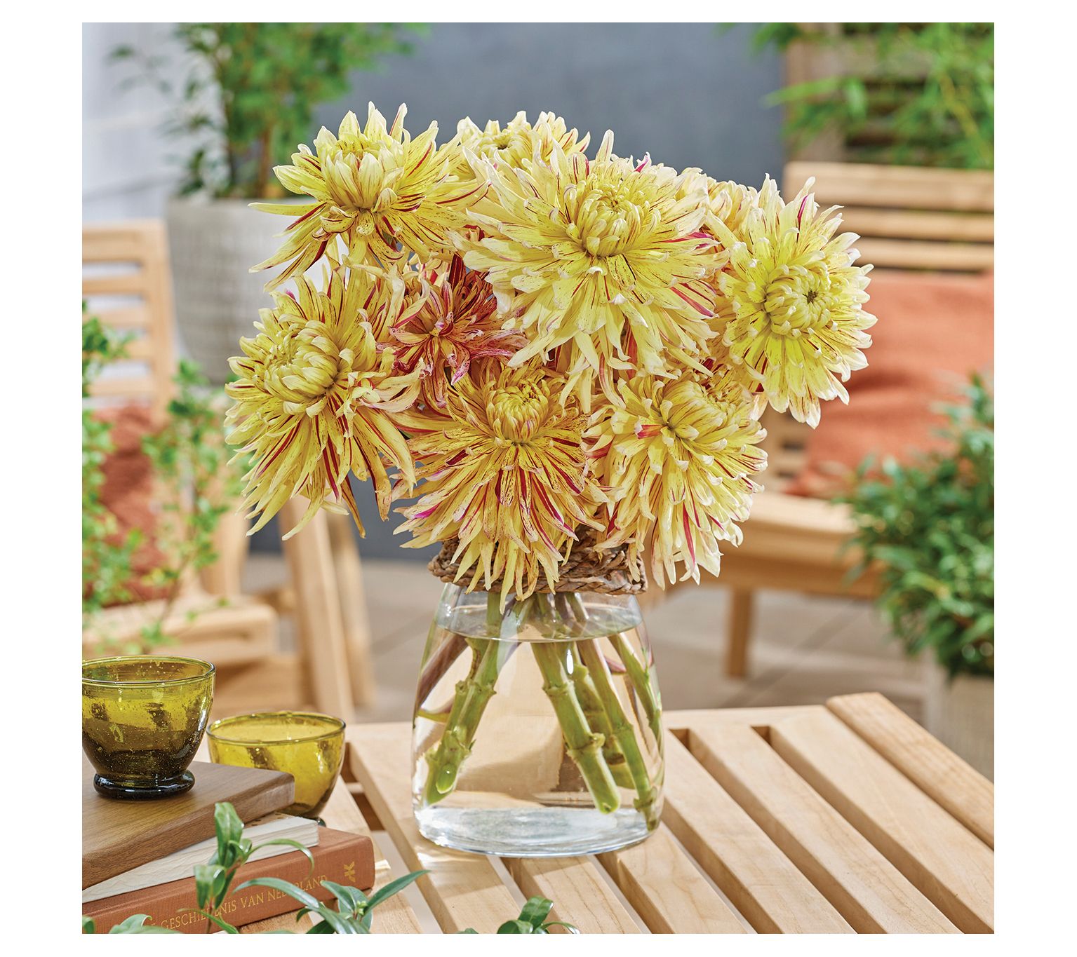Van Zyverden Dahlias Cambridge Set of 3 Bulbs - QVC.com