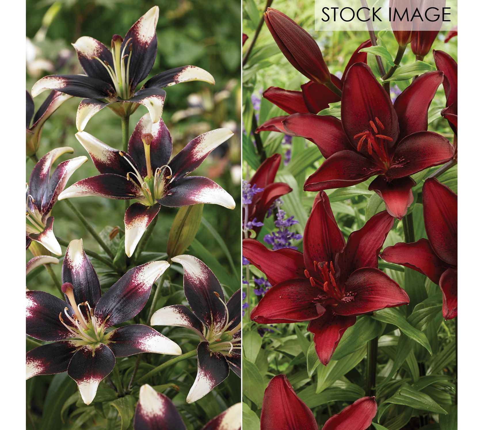 Van Zyverden Lilies Day & Night Collection Setof 12 Bulbs - QVC.com