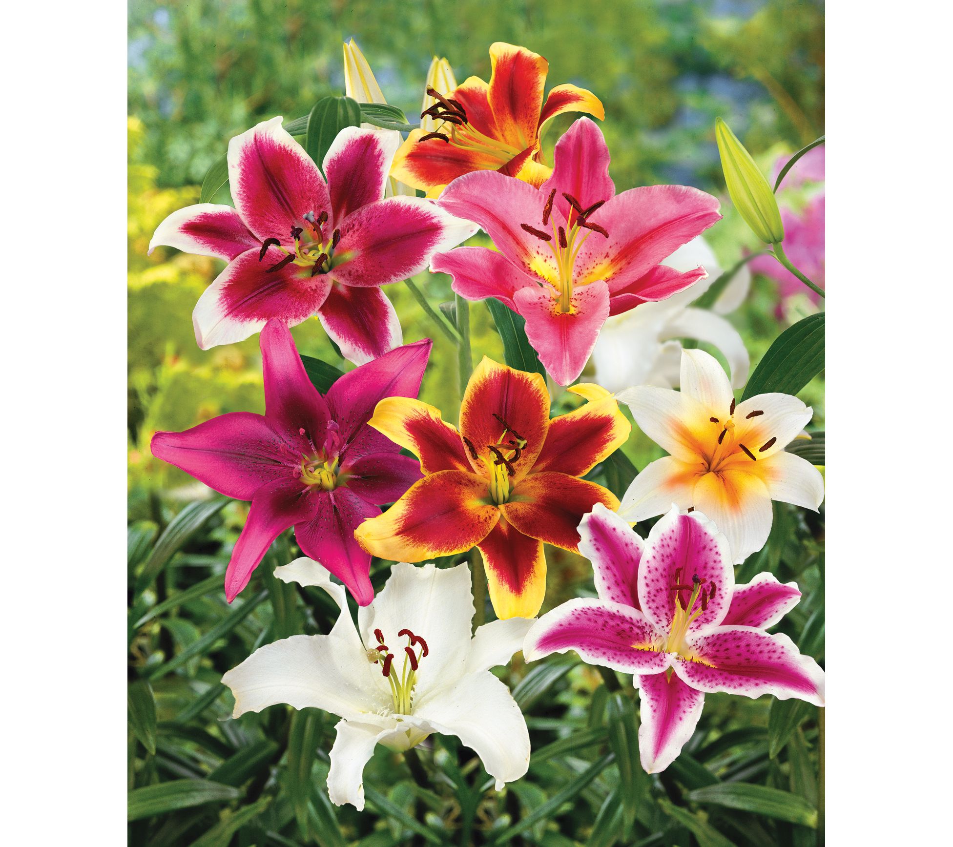 Roberta's 20 pc. Oriental and Asiatic Lily Mix - QVC.com