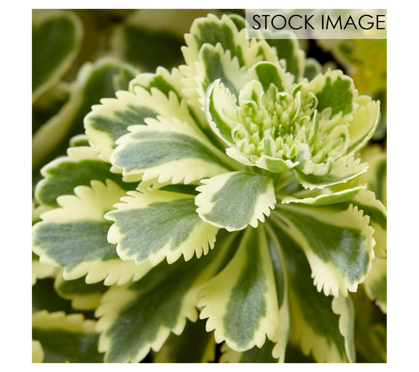 Van Zyverden Garden Succulent Atlantis Set of 1Root - QVC.com