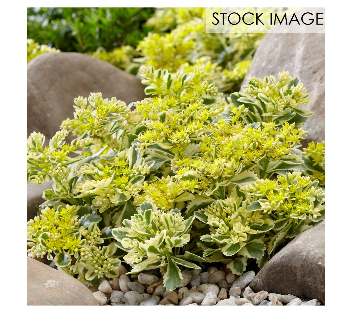 Van Zyverden Garden Succulent Atlantis Set of 1Root - QVC.com