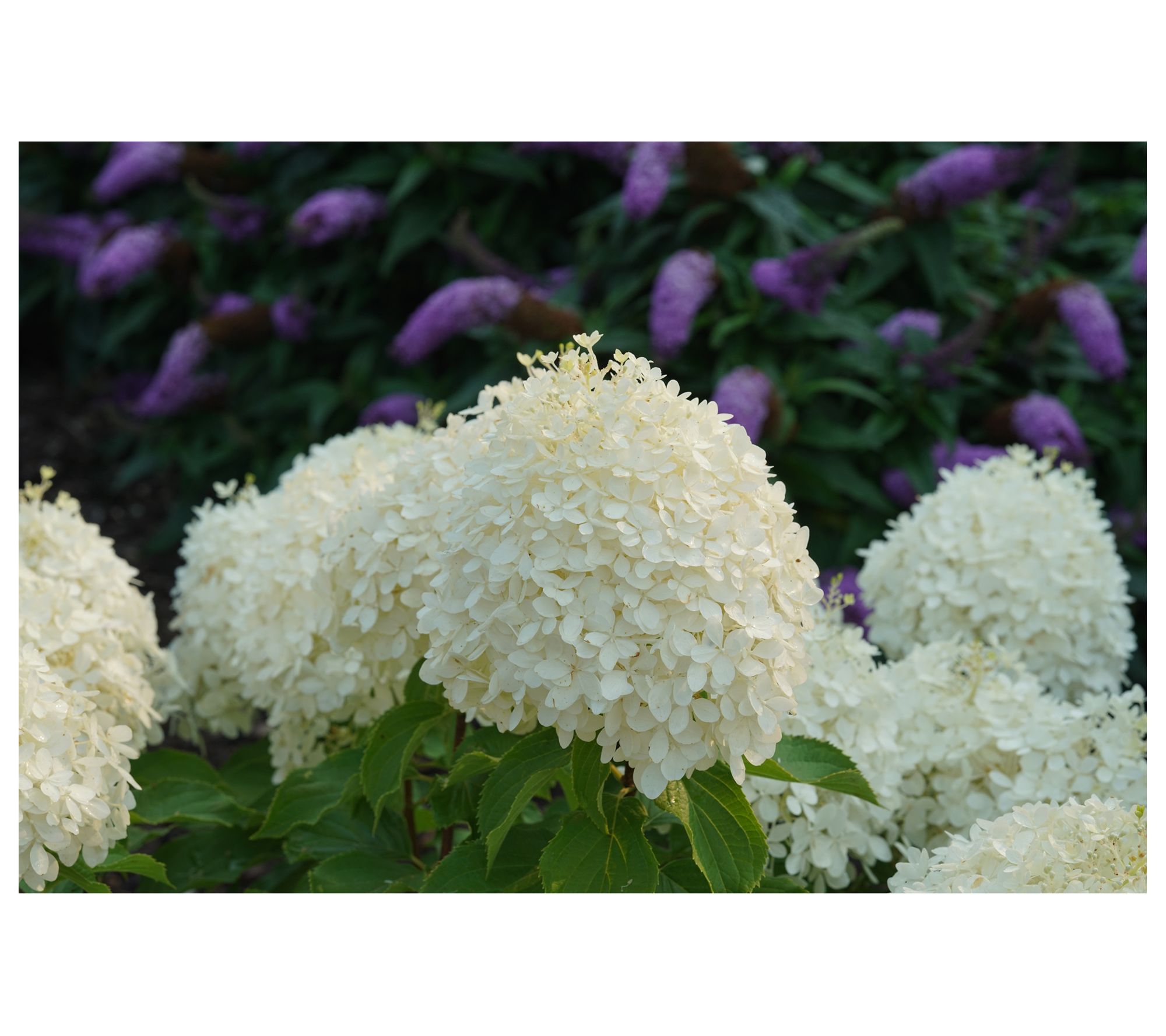 Roberta's Hydrangea Puffer Fish 1pc - QVC.com