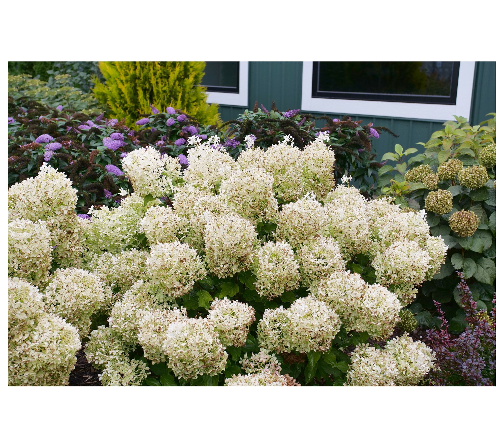 Roberta's Hydrangea Puffer Fish 1pc - QVC.com