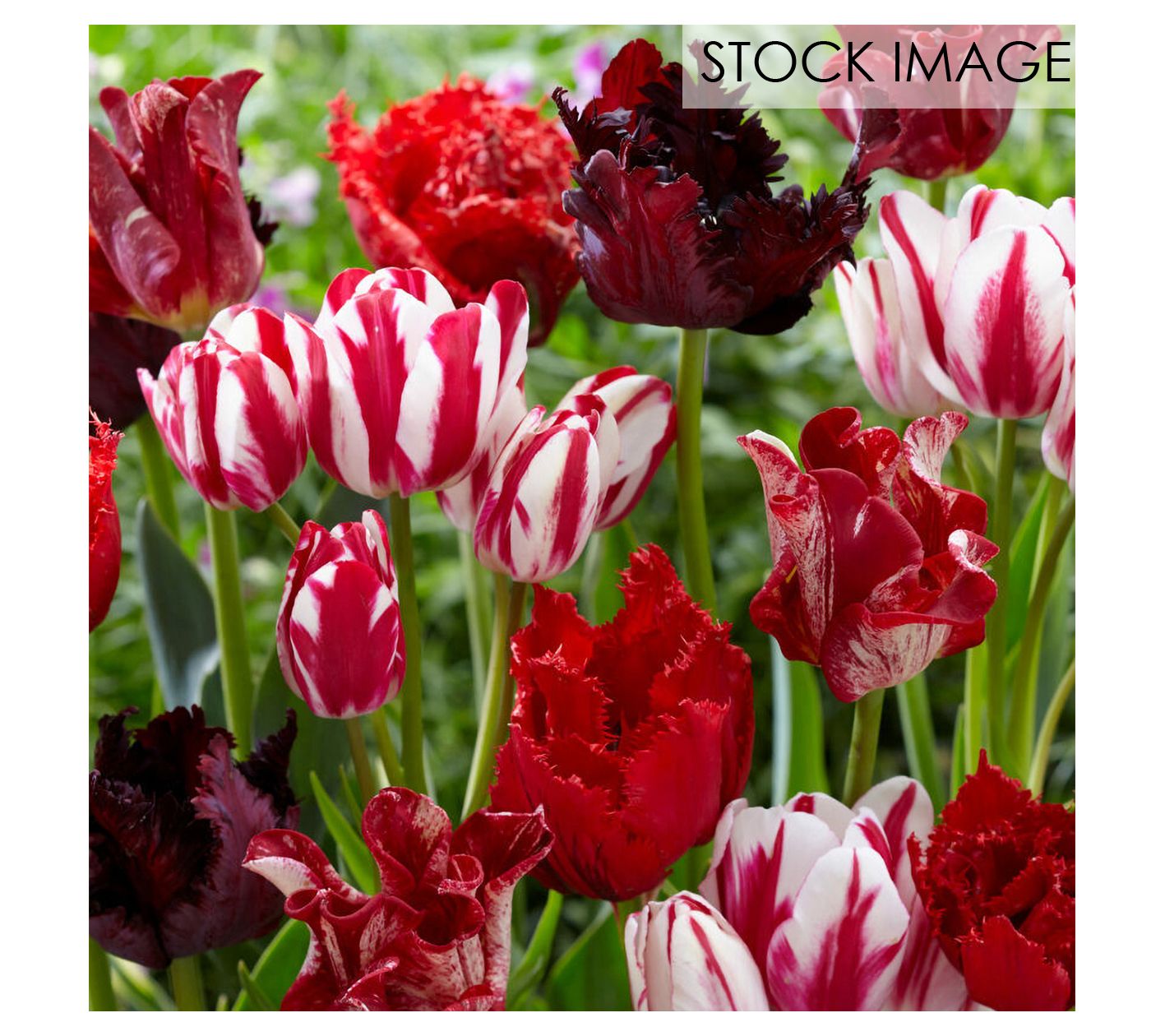Van Zyverden Tulips Extended Bloom Crimson Noir Mix 25 Bulbs - QVC.com
