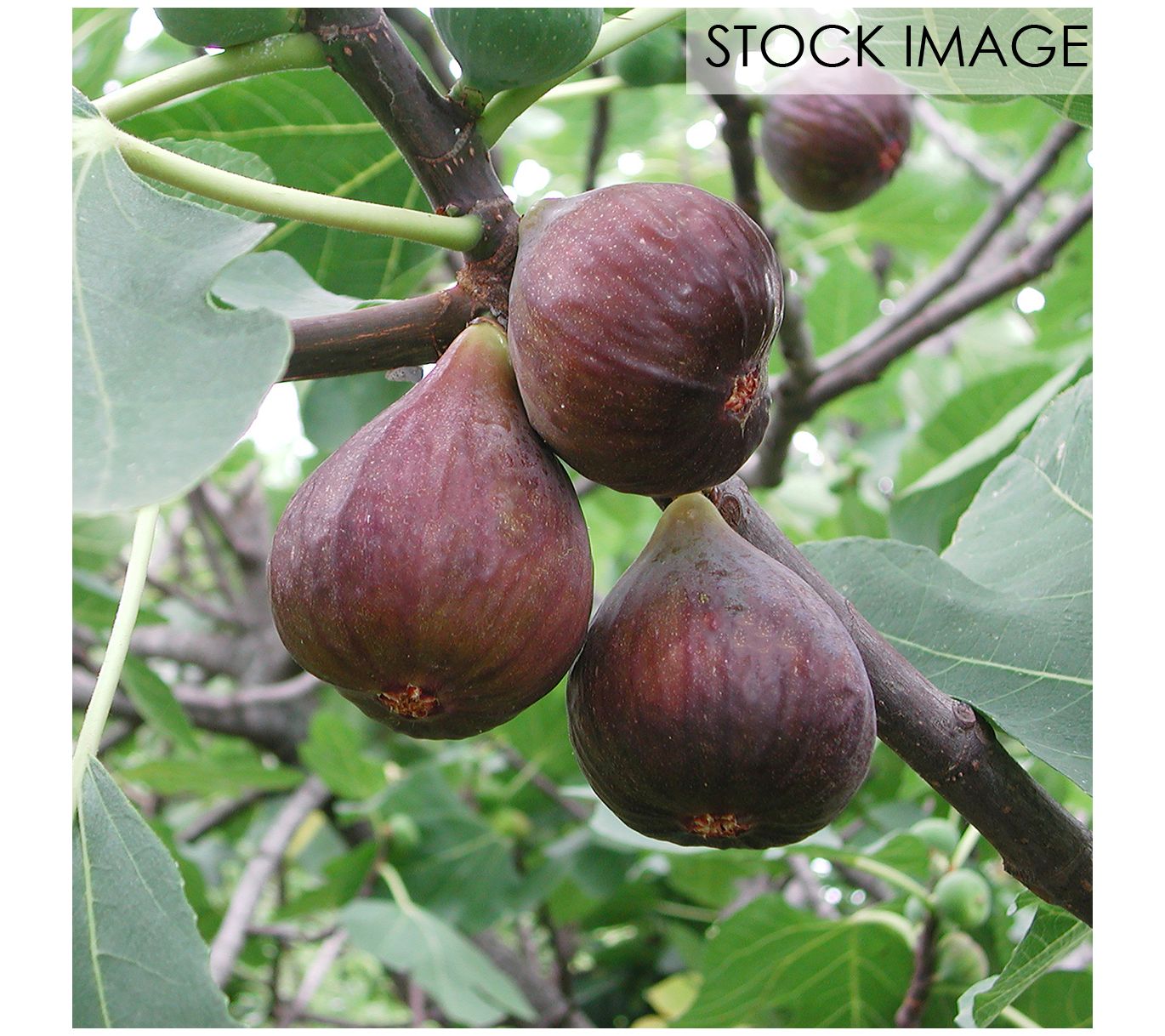 Van Zyverden Fig Tree Desert King 1-ct - QVC.com