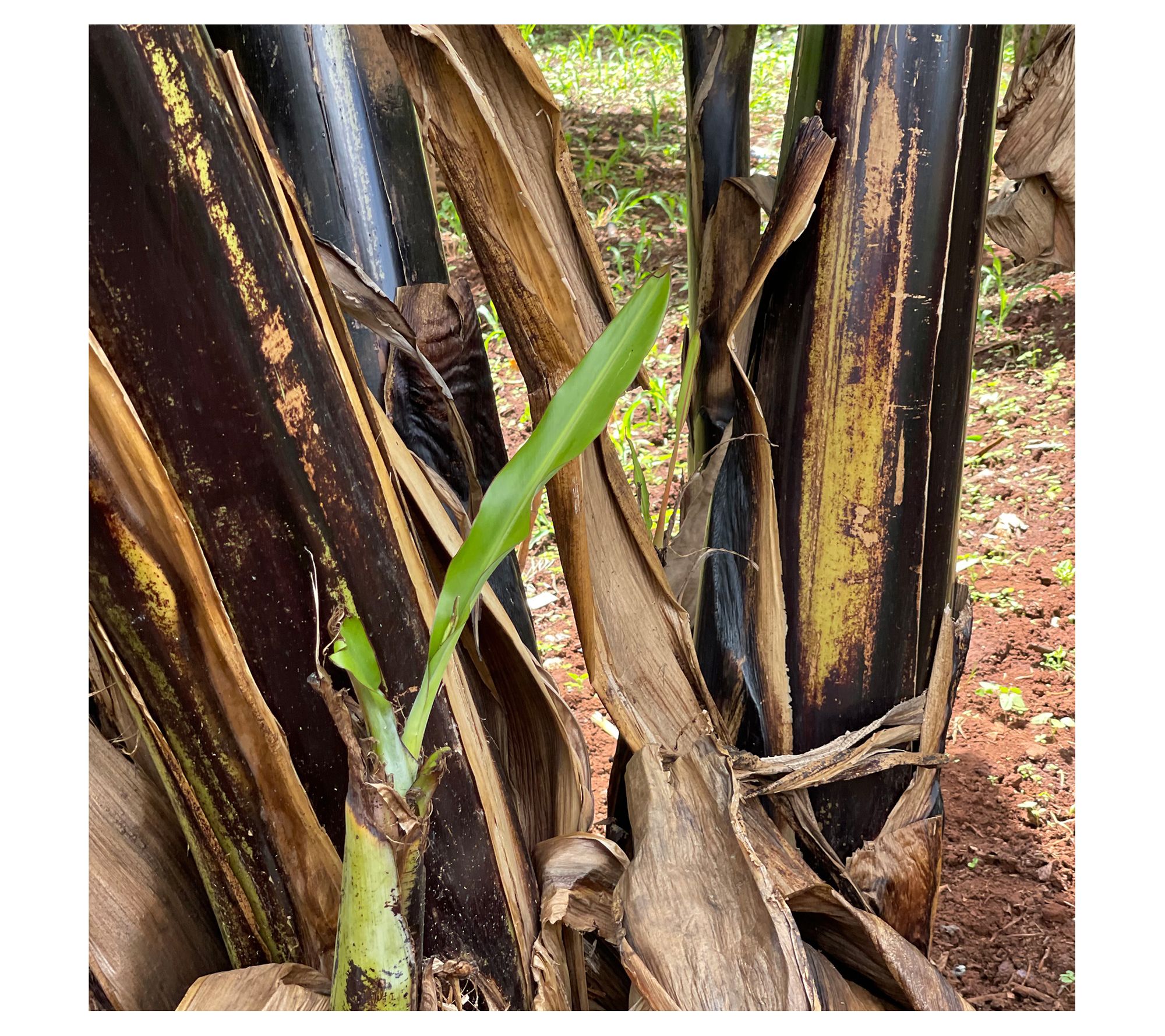 Global Crafts Nativity Set Handmade in Kenya From Banana Fiber - QVC.com