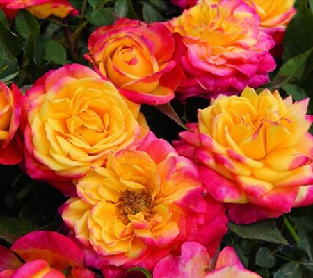 Cottage Farms 18" Rainbow Sunblaze Patio Tree Rose - QVC.com
