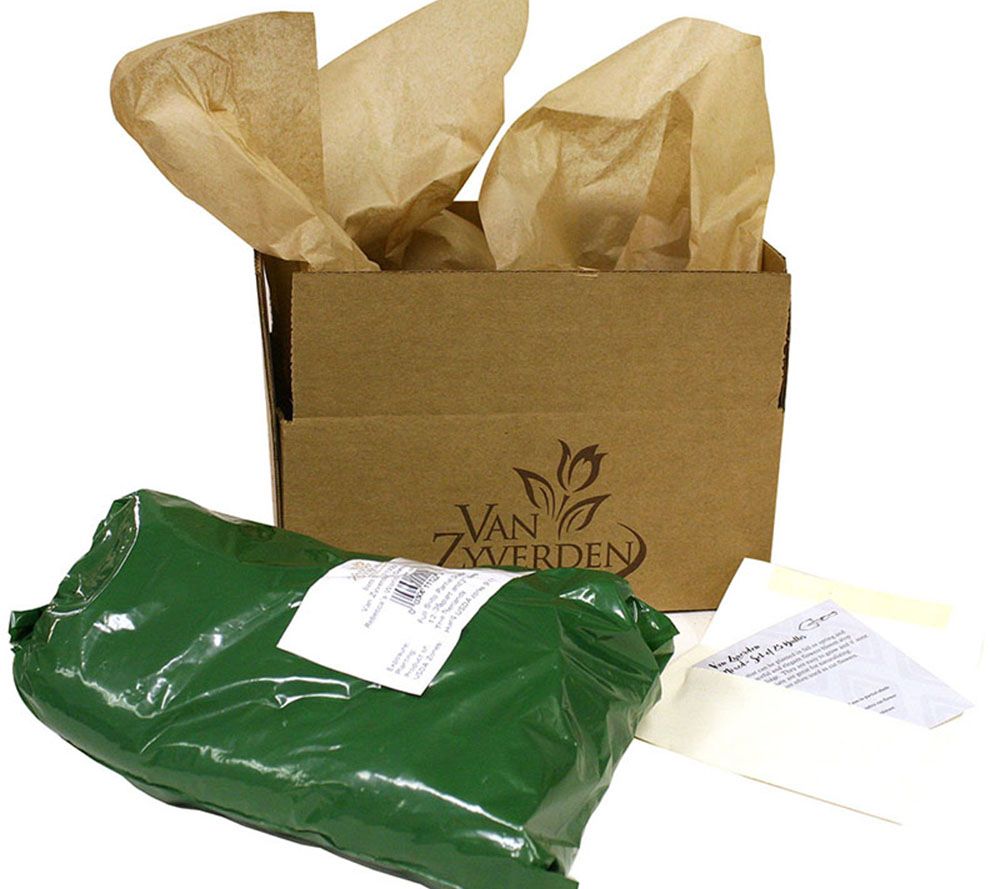 Van Zyverden Firepot Dahlias - Set of 5 Bulbs - QVC.com Van Zyverden Firepot Dahlias - Set of 5 Bulbs - QVC.com