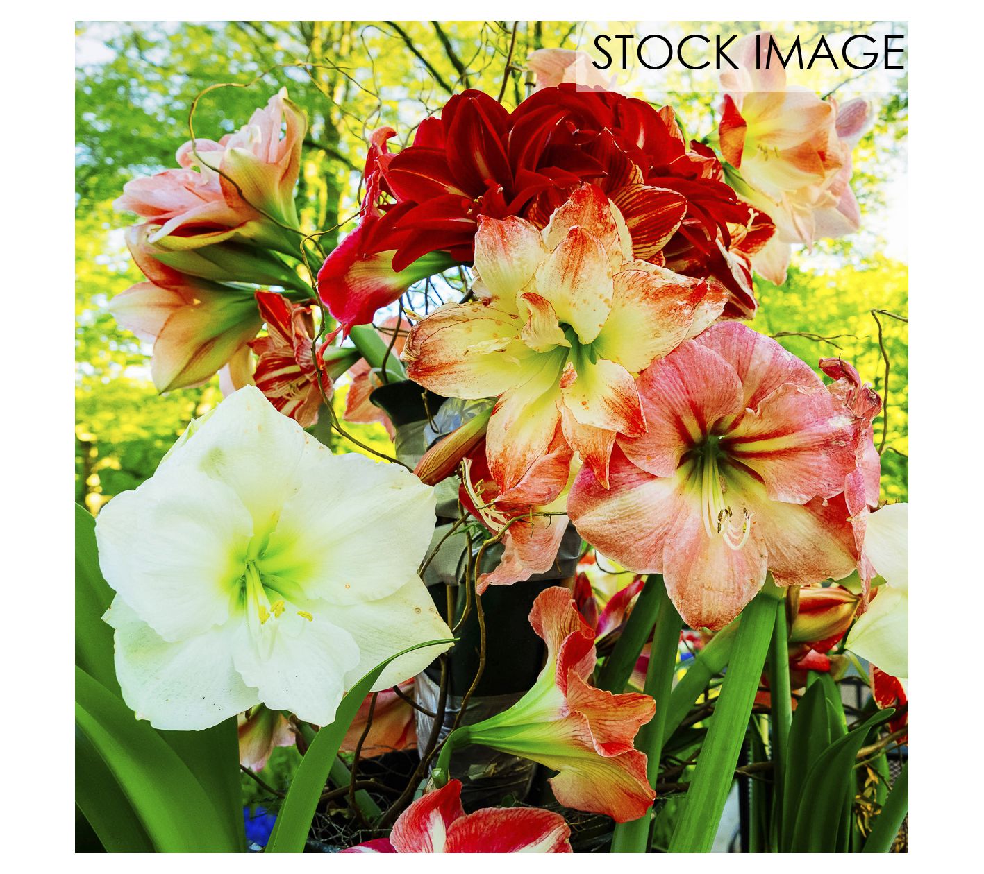 Van Zyverden Landscape Amaryllis For Southern Gardens 5 Plant - QVC.com