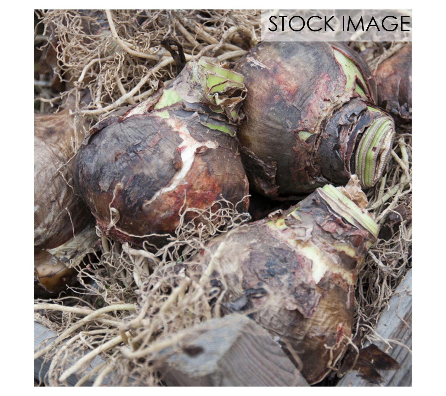 Van Zyverden Landscape Amaryllis For Southern Gardens 5 Plant - QVC.com
