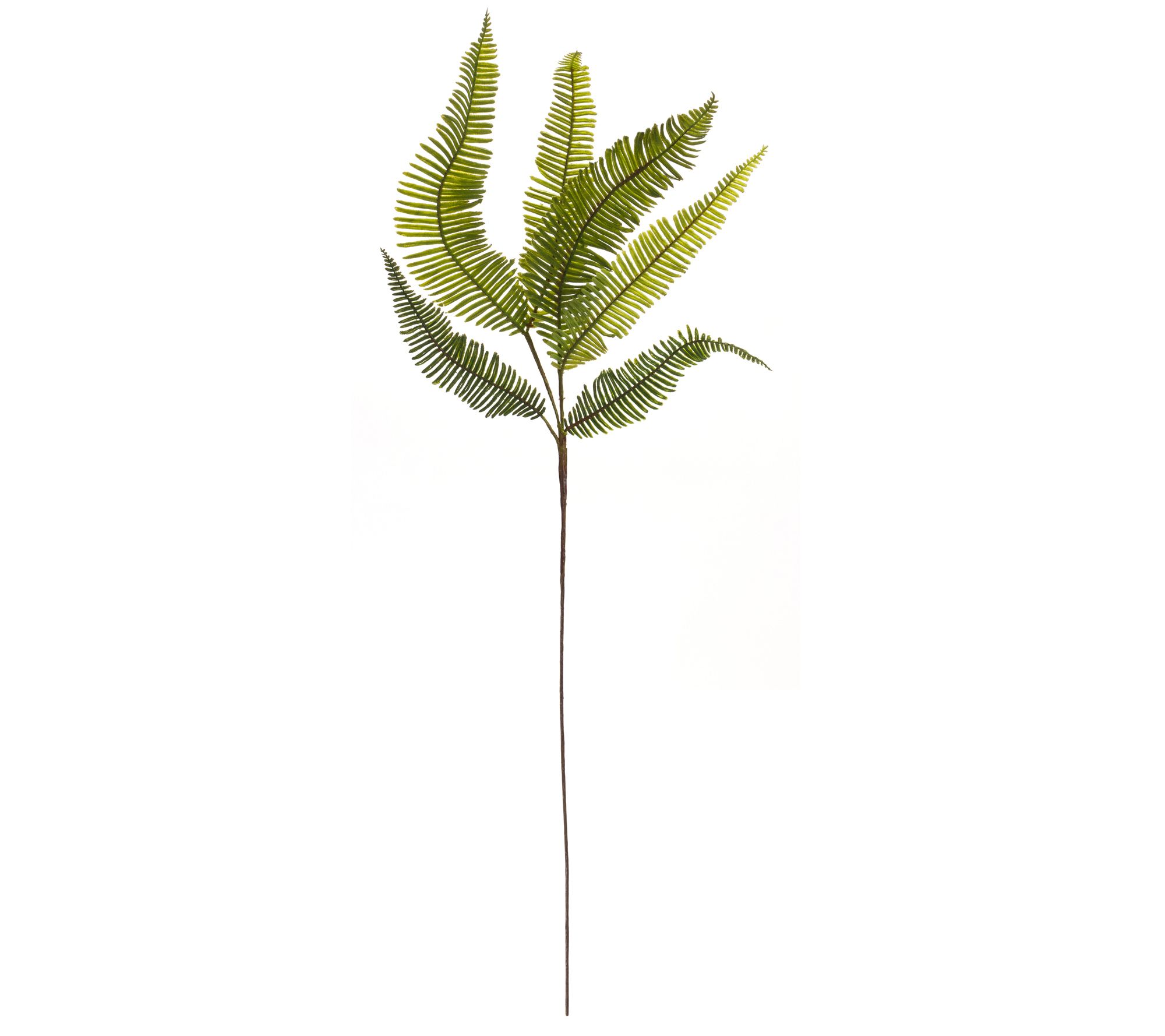 Melrose Variegated Boston Fern Floral Spray (Set of 6) - QVC.com
