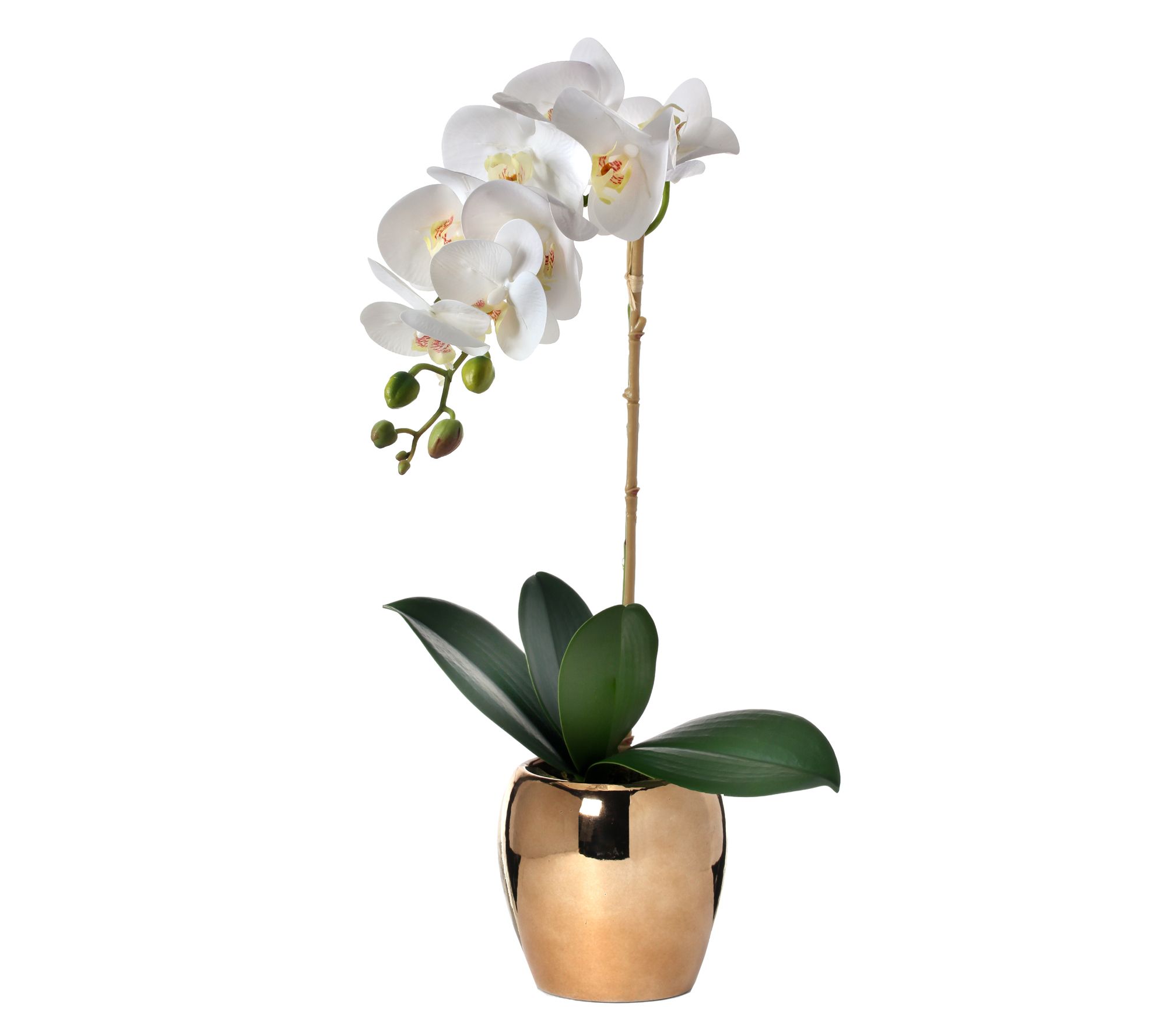 21" Phalaenopsis Orchid In Gold Pot by Valerie - QVC.com