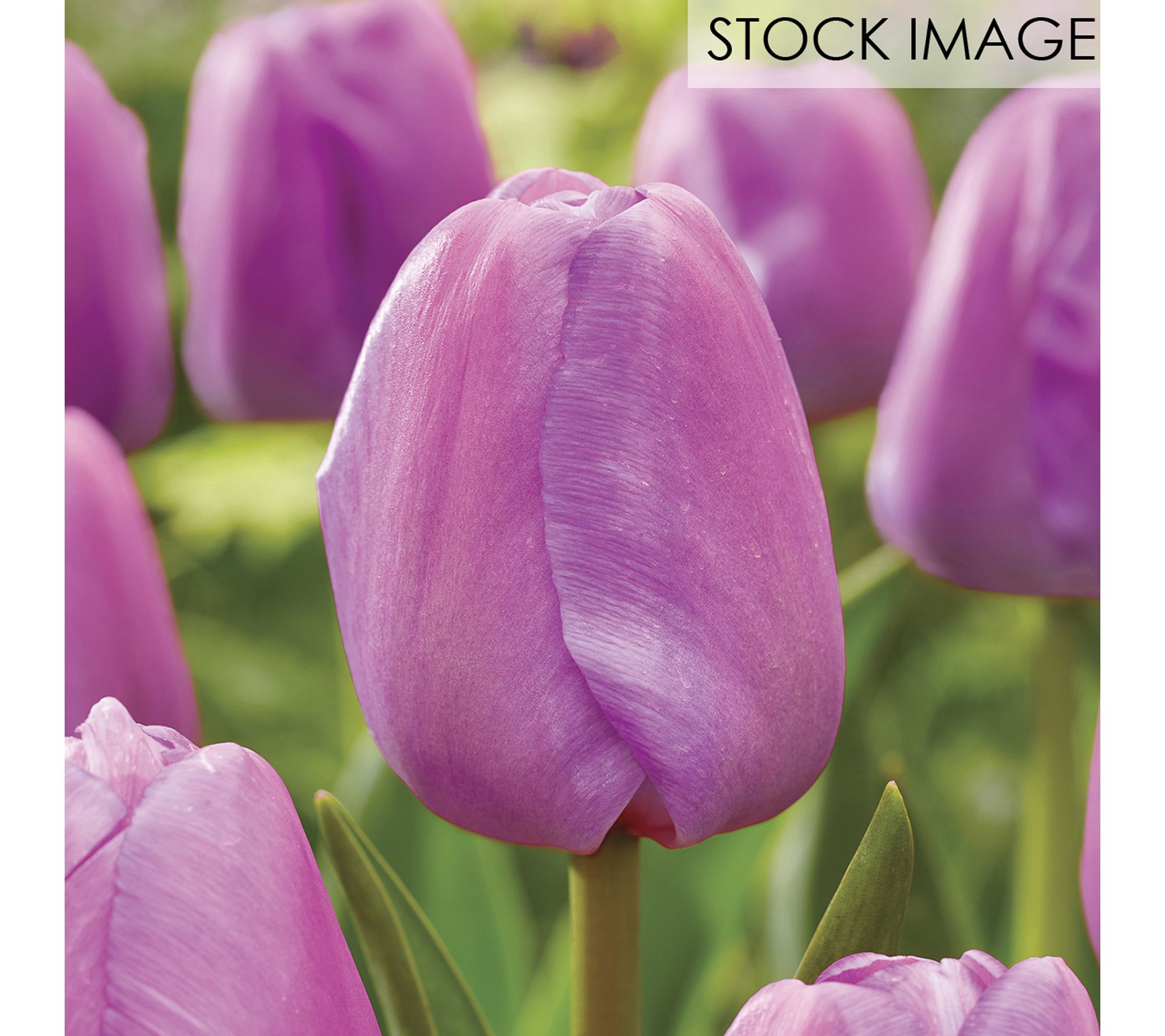 Van Zyverden Tulips Purple Pride Set of 12 Bulbs - QVC.com