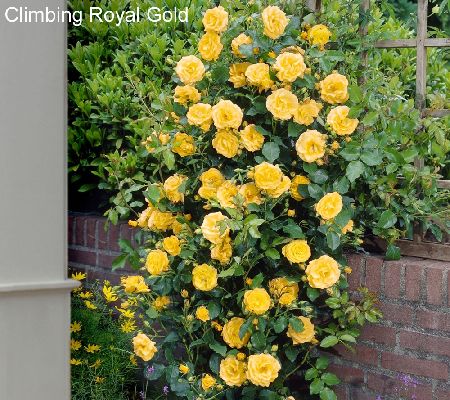 Cottage Farms 3-Piece Unique Trio Climbing RoseCollection - QVC.com