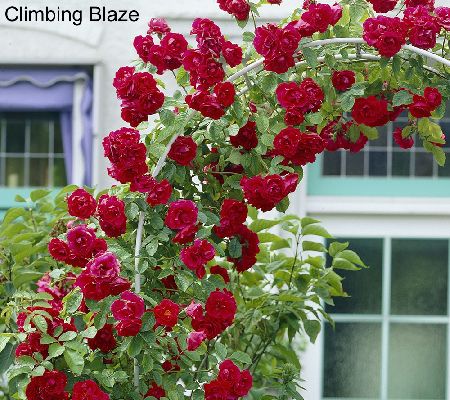 Cottage Farms 3-Piece Unique Trio Climbing RoseCollection - QVC.com