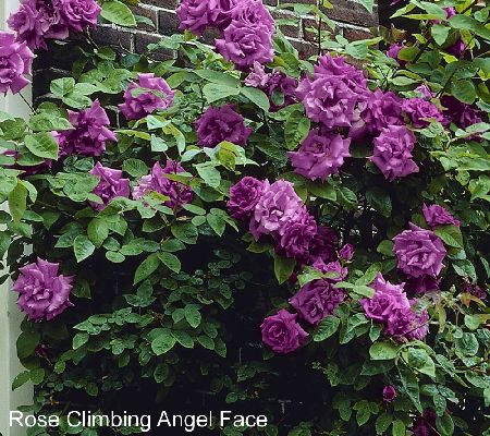 Cottage Farms 3-Piece Unique Trio Climbing RoseCollection - QVC.com