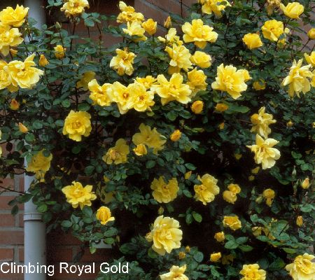 Cottage Farms 3-Piece Unique Trio Climbing RoseCollection - QVC.com