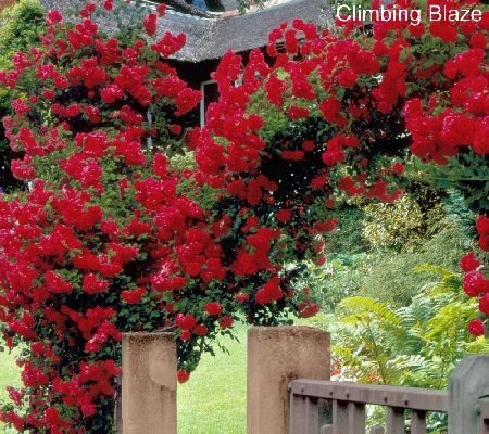 Cottage Farms 3-Piece Unique Trio Climbing RoseCollection - QVC.com