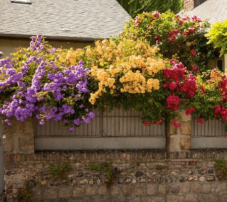 Cottage Farms 3-Piece Unique Trio Climbing RoseCollection - QVC.com