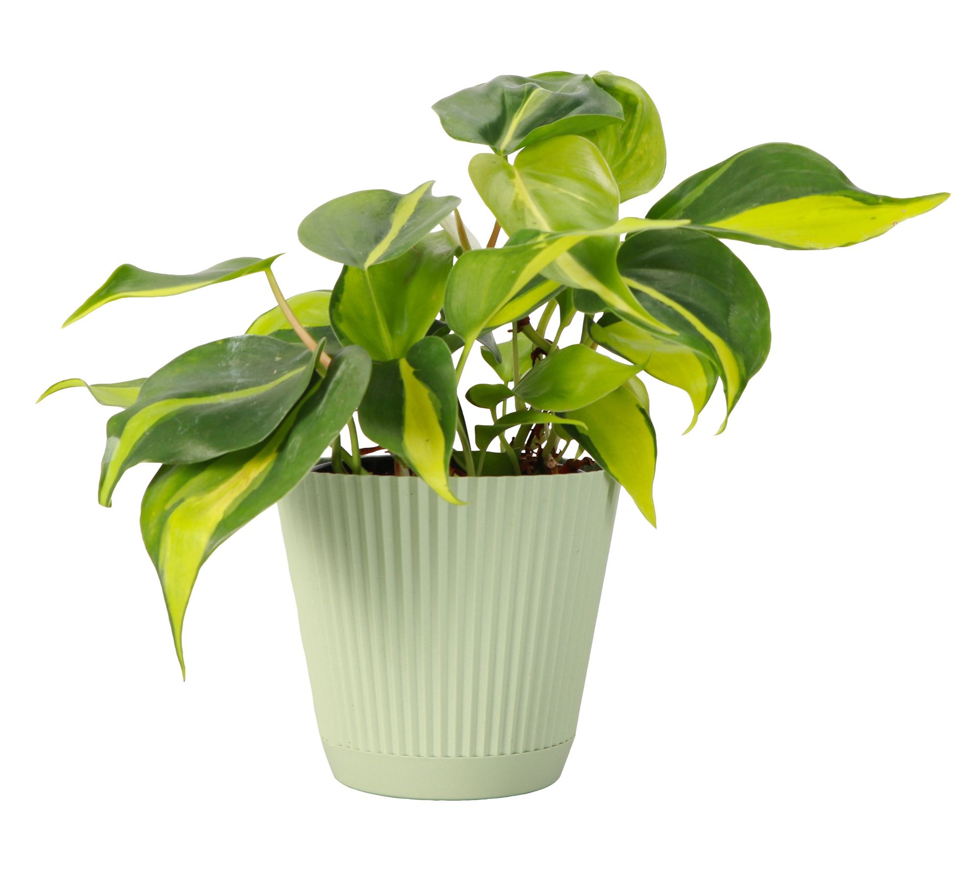 Thorsen's Greenhouse Live 4" Brazil Philodendron in Ruffle Pot - QVC.com