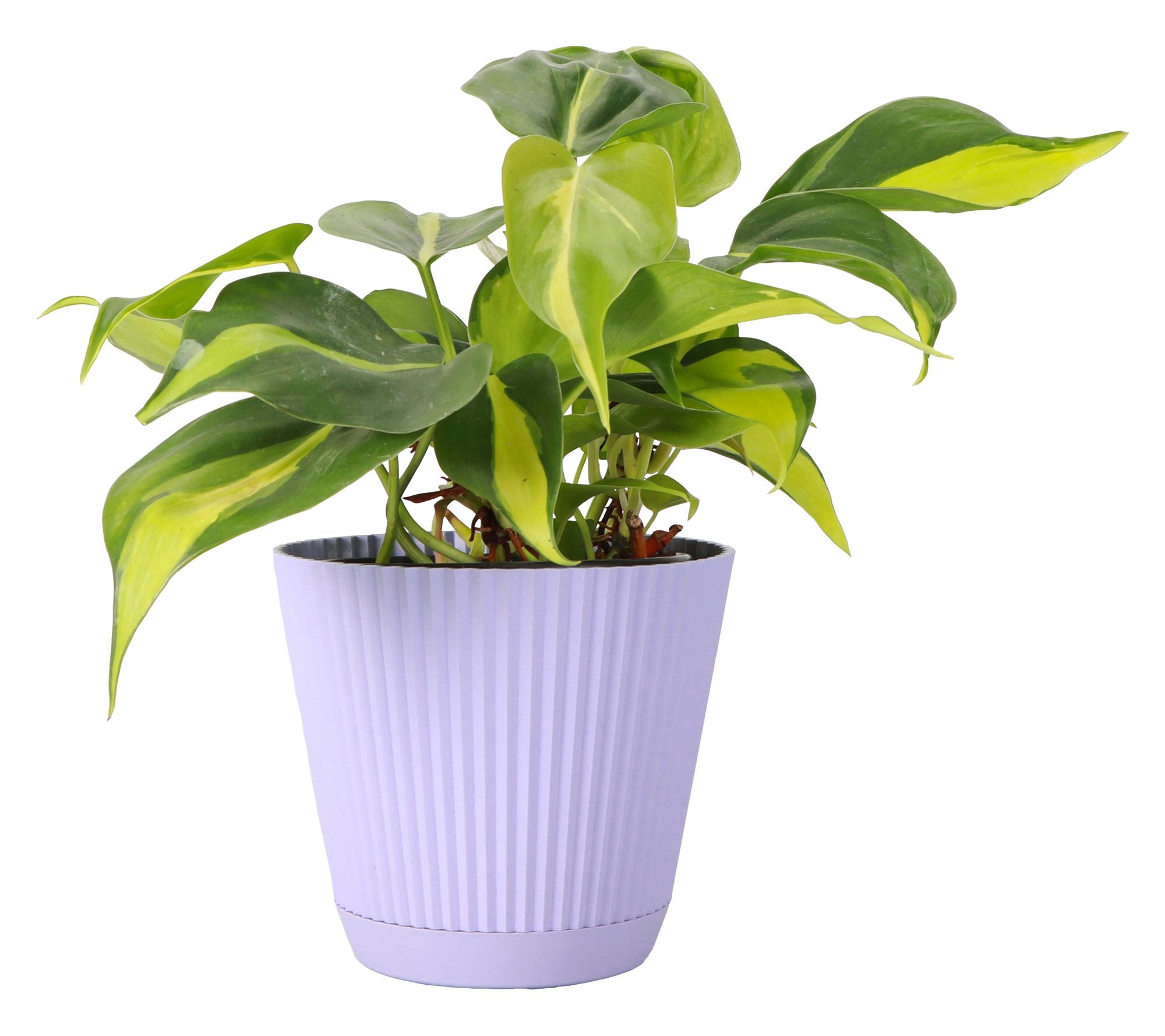 Thorsen's Greenhouse Live 4" Brazil Philodendron in Ruffle Pot - QVC.com