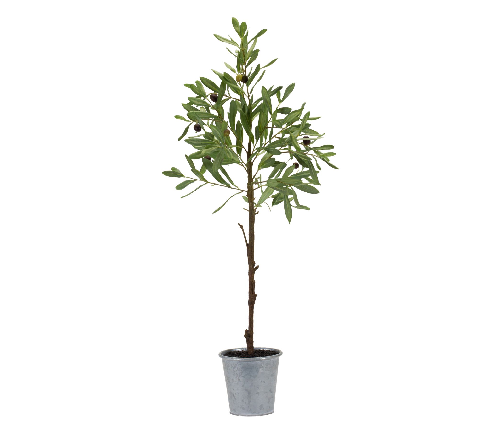 Melrose Olive Tree Plant in Tin Pot 31.5" - QVC.com