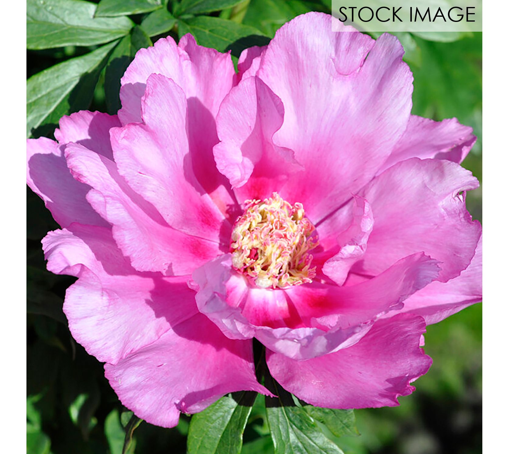 Van Zyverden Itoh Peony First Arrival Set of 1 Root - QVC.com