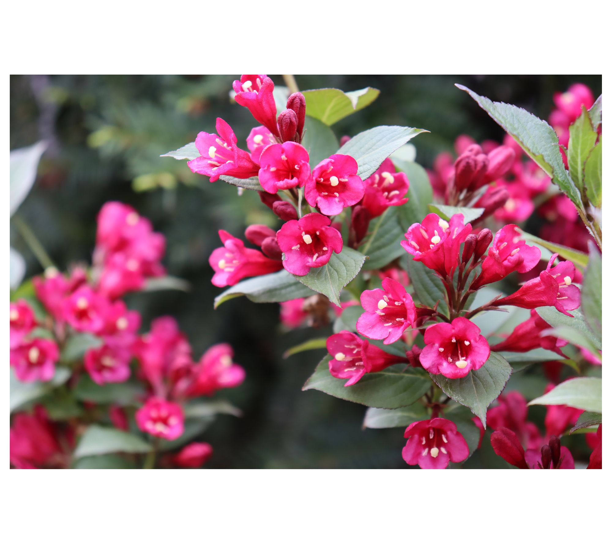 Roberta's Weigela Sonic Bloom Punch Pink 1pc - QVC.com