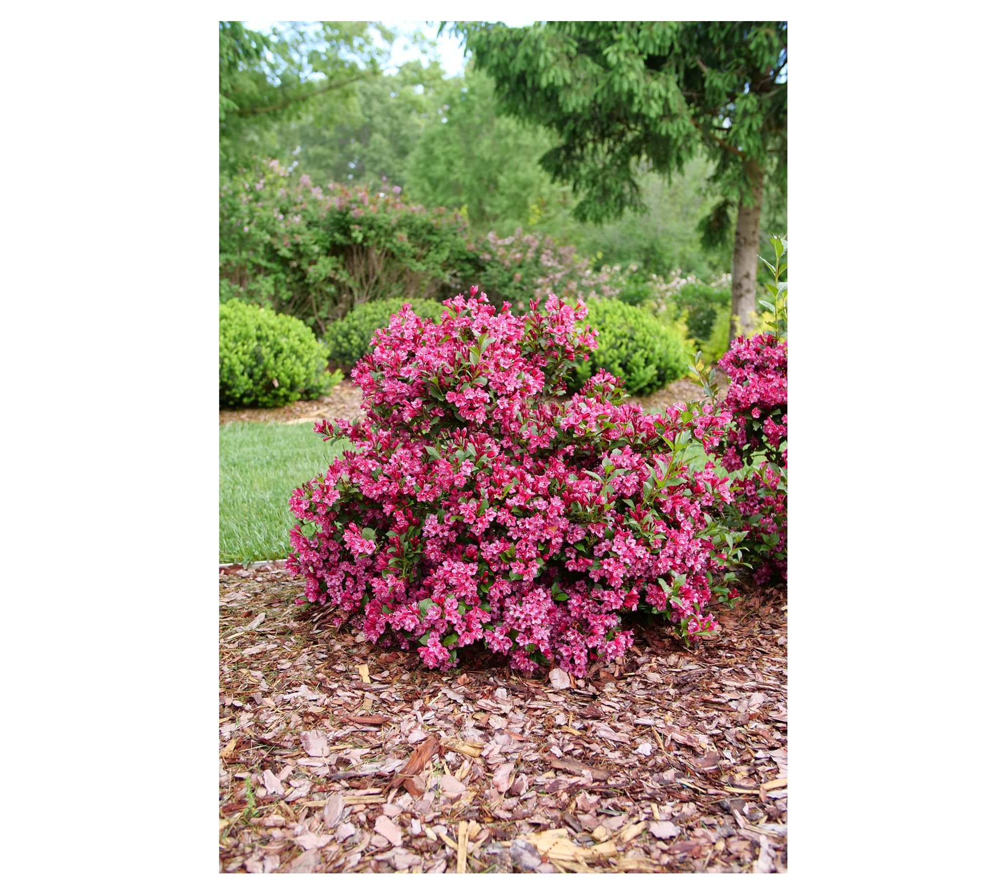 Roberta's Weigela Sonic Bloom Punch Pink 1pc - QVC.com